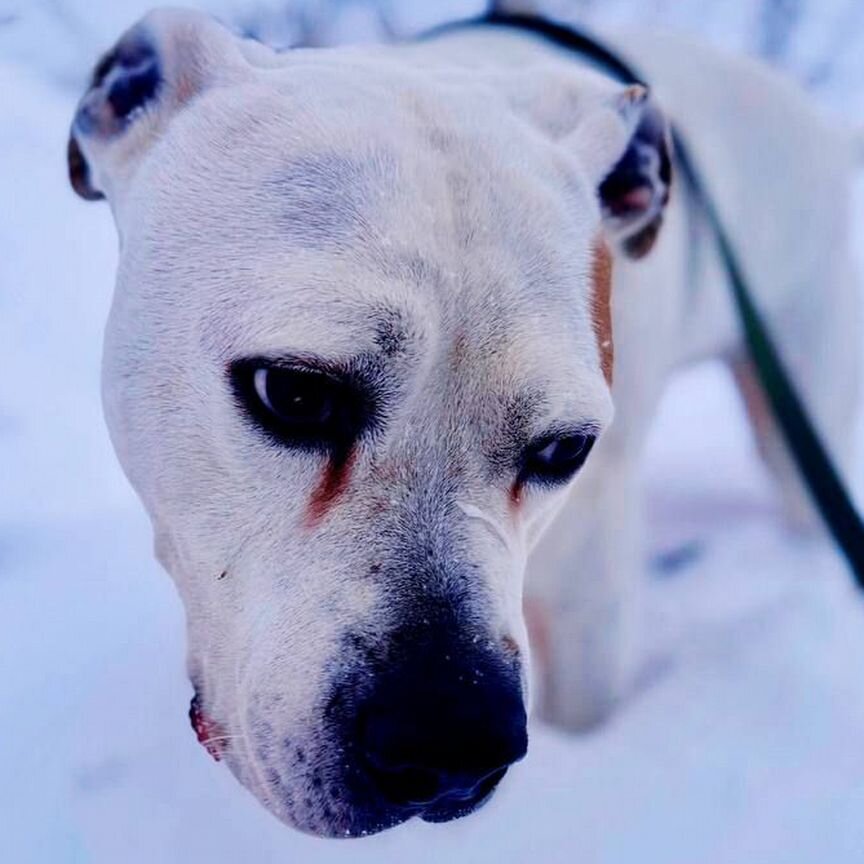 Взрослый пёс в добрые руки