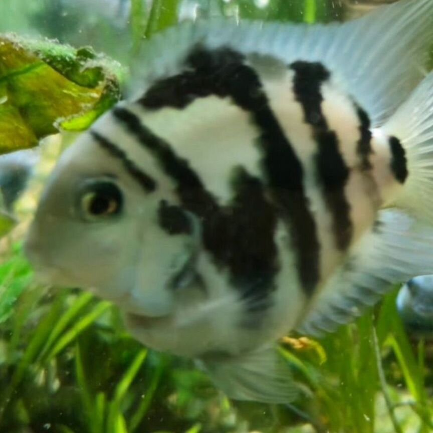 Продаются сапфировые рыбы-попугаи