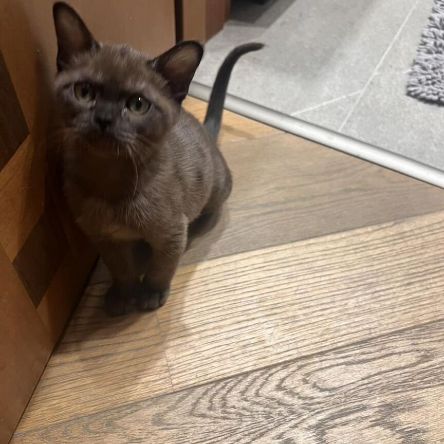 Котята бурма американская