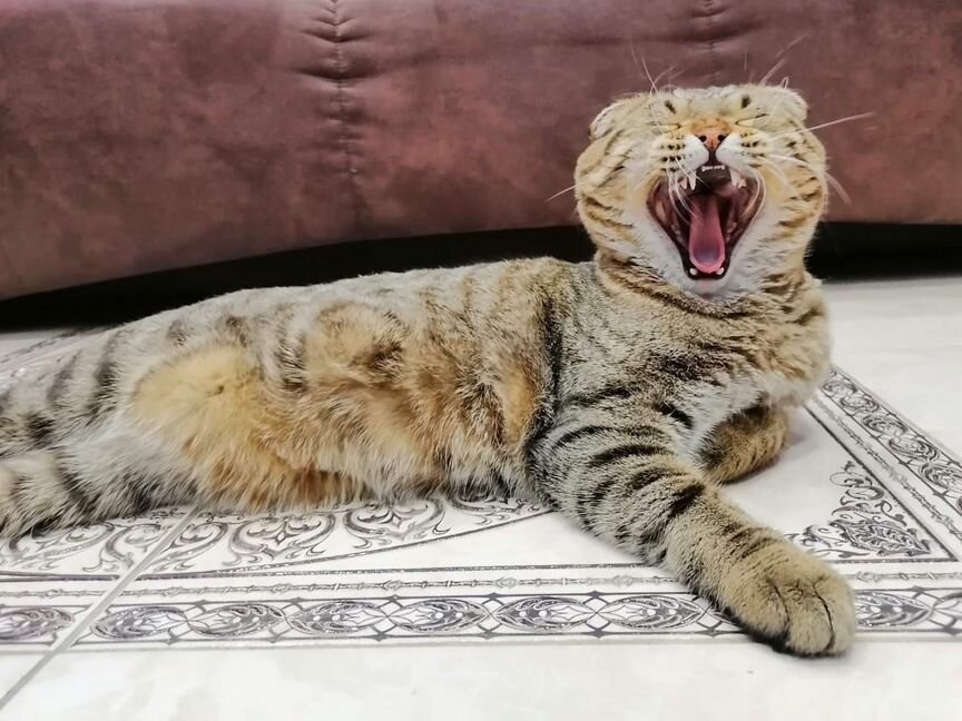 Вязка