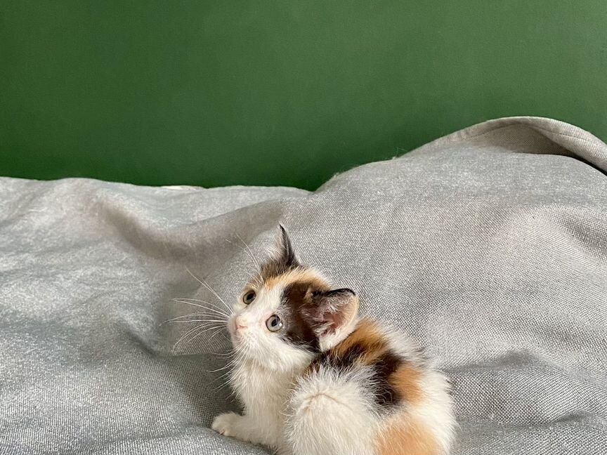 Трехцветный котенок девочка в добрые руки