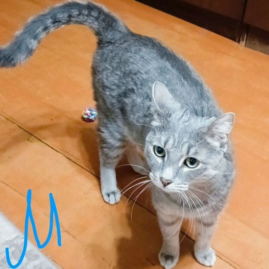 Кот дымчатый ласковый и умный