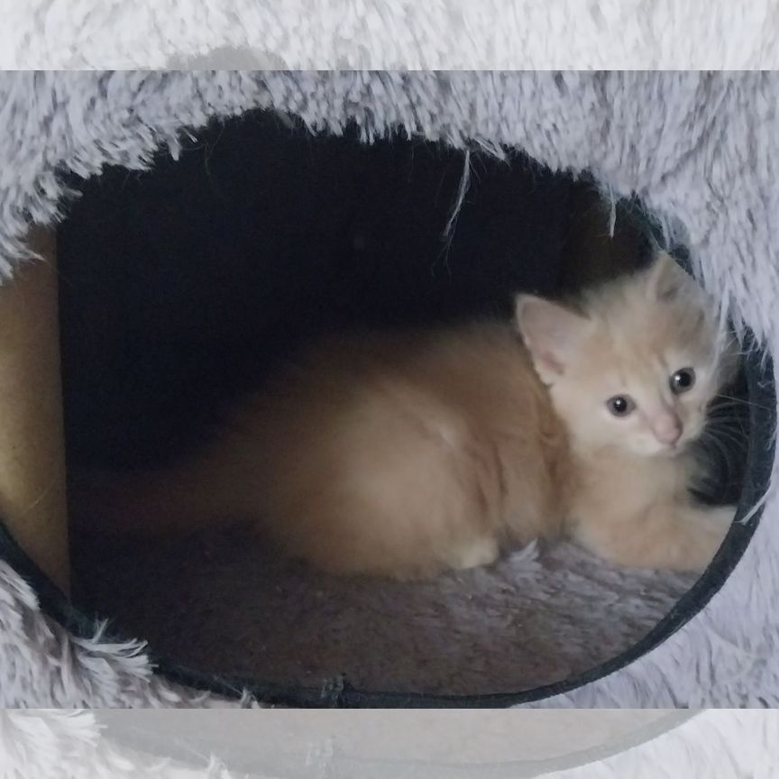 Сибирский котёнок