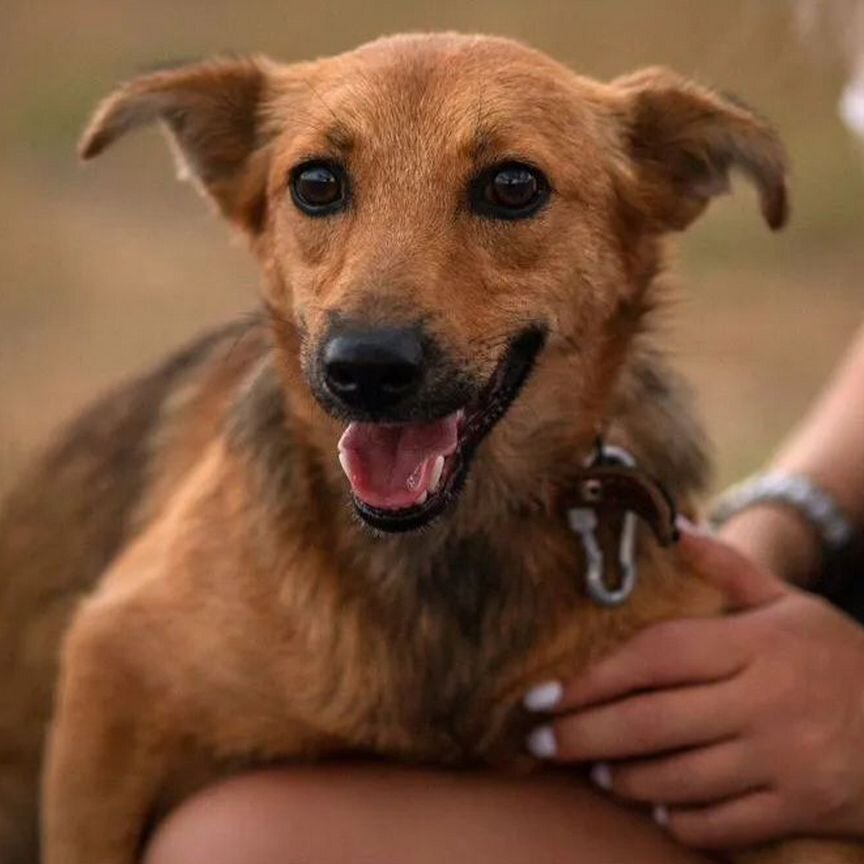 Взрослая собака в добрые руки