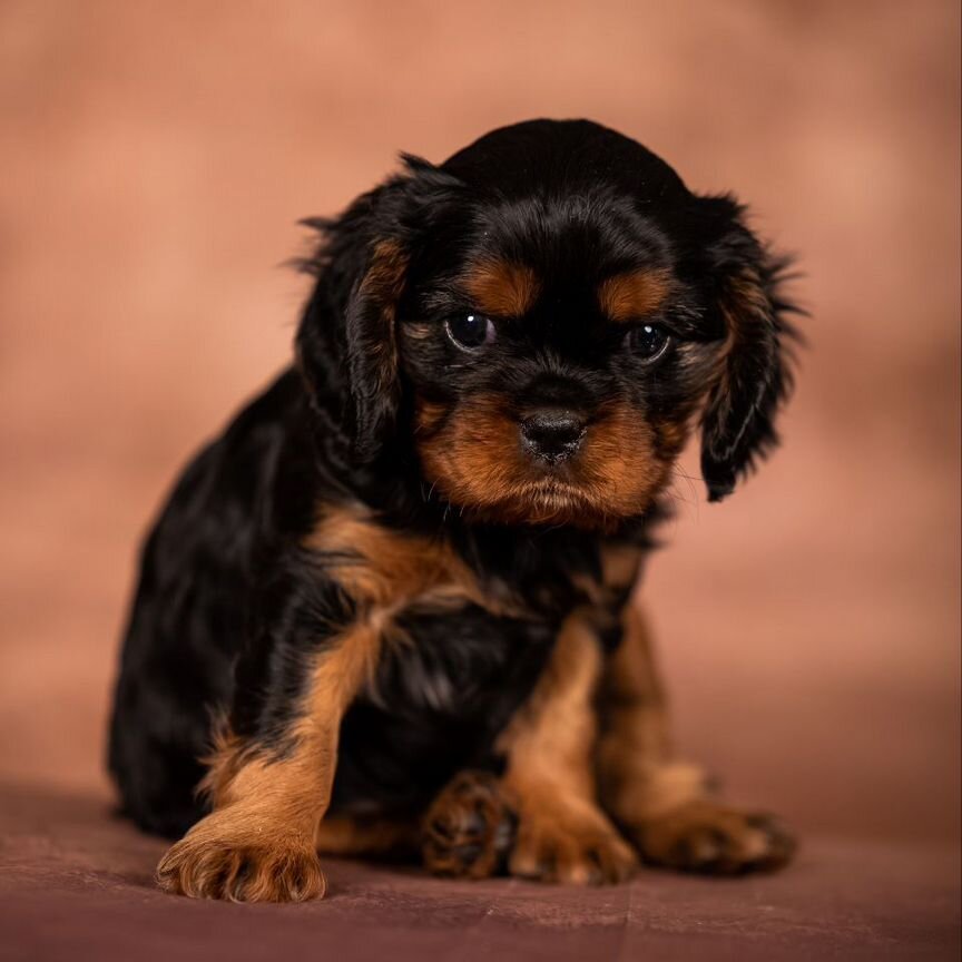 Щенки кавалер кинг чарльз спаниель