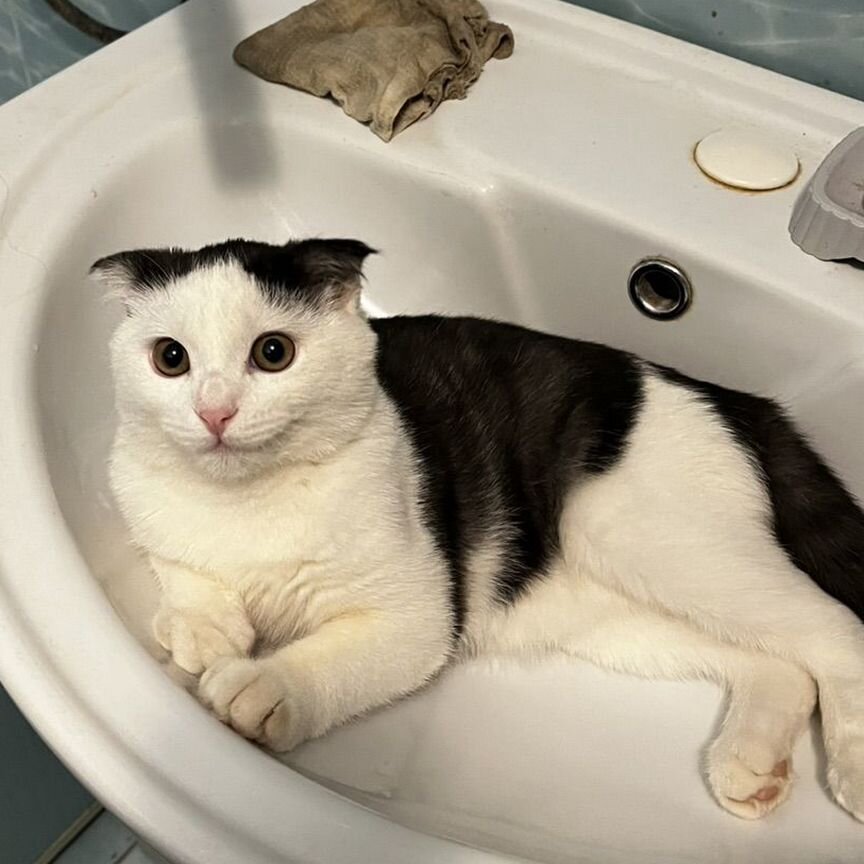 Шотландский вислоухий короткошёрстный котёнок