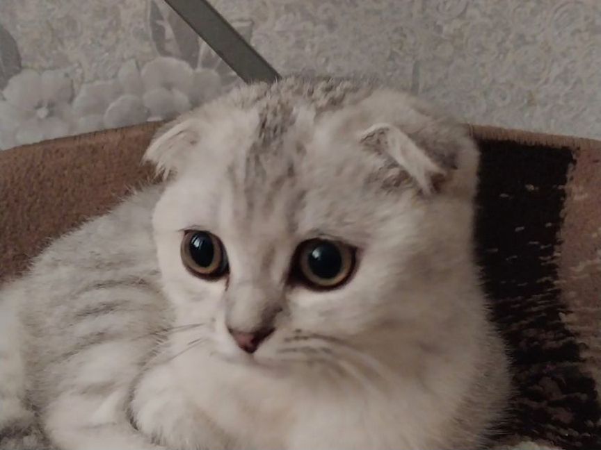 Продам вислоухую кошечку