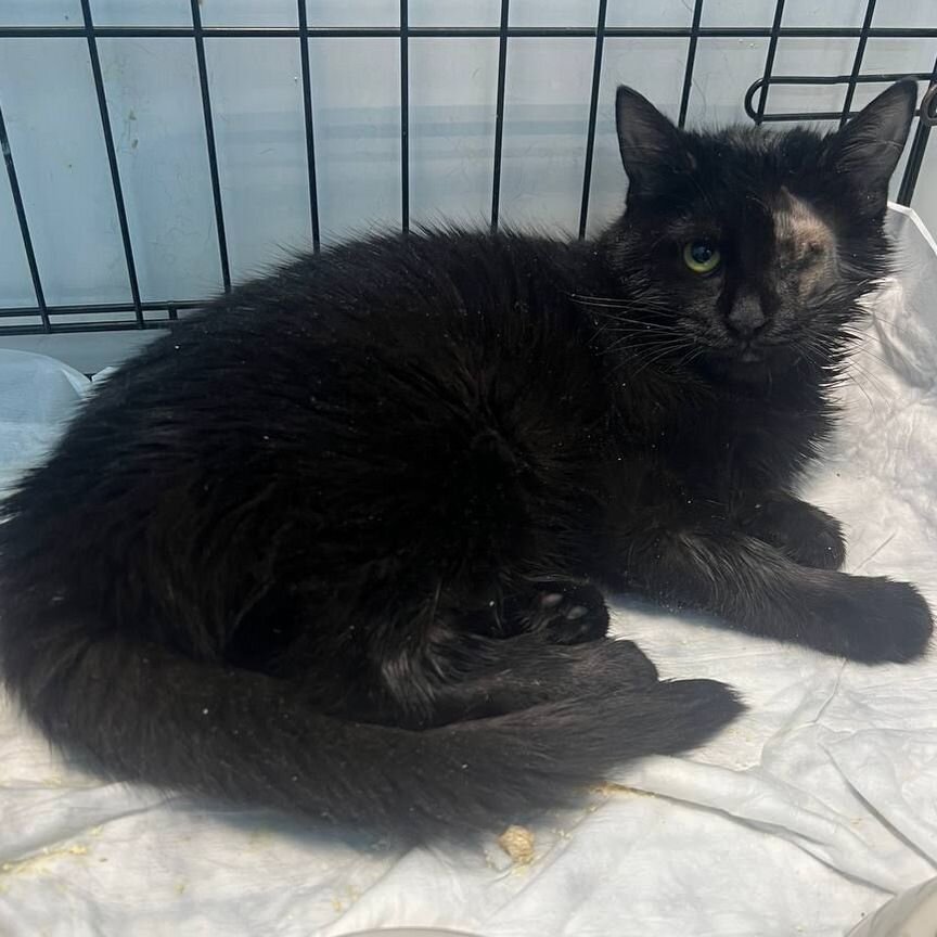 Взрослая, кошка в добрые руки