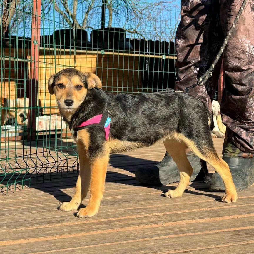 Девочка щенок в хорошие руки