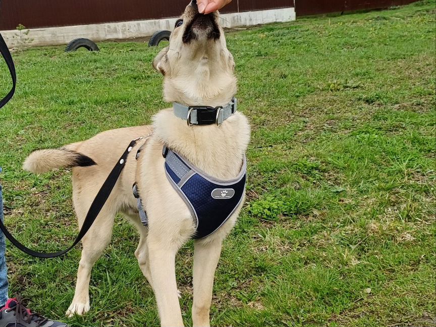 Подросток 6 мес в дружную семью