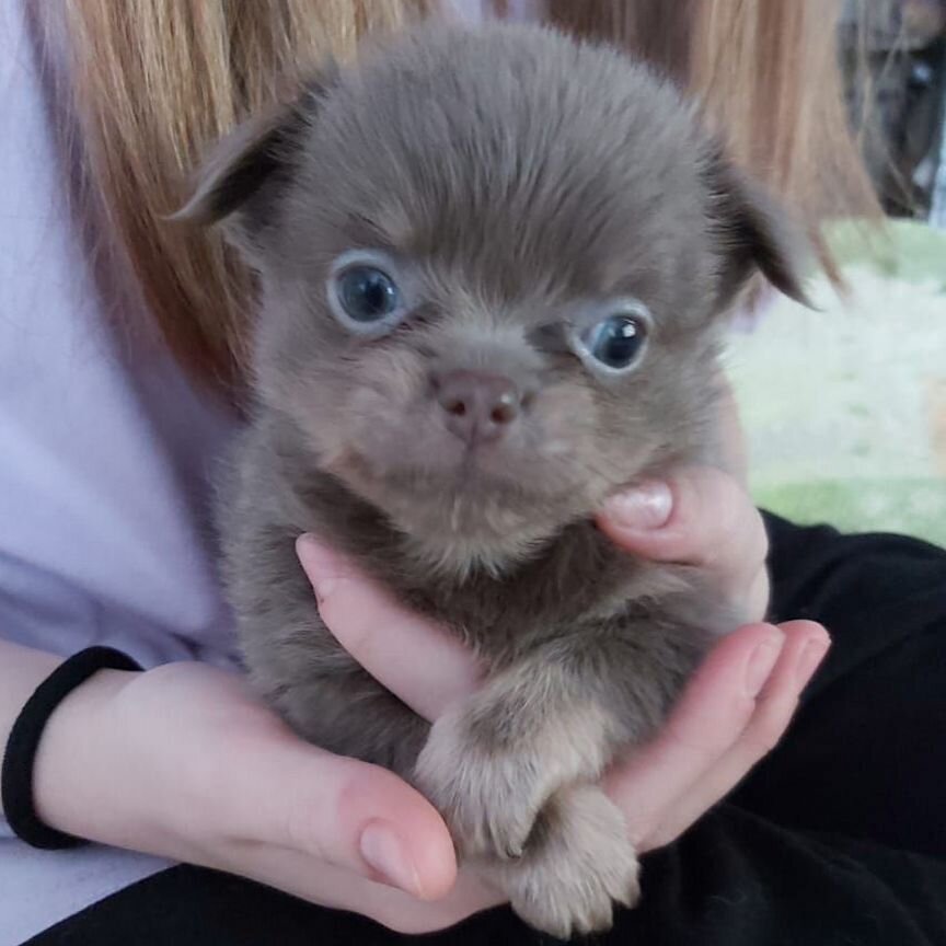 Щенки чихуахуа