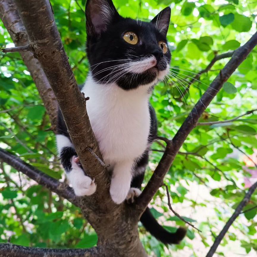 Кошка