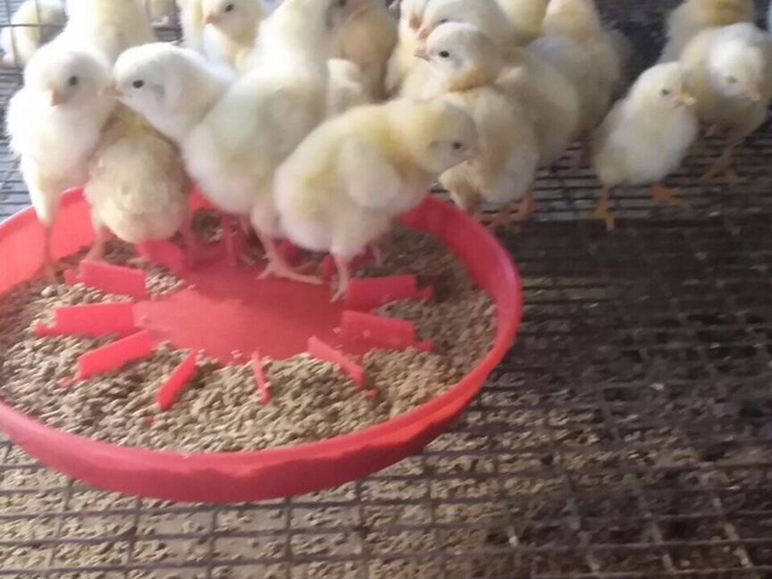 Инкубационное яйцо и циплята