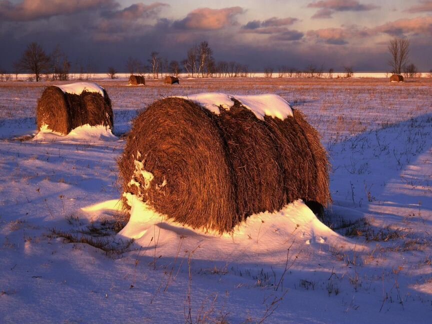 Продам сено в рулонах