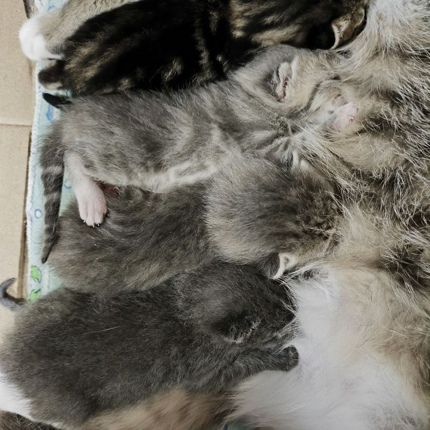 Котята в добрые руки