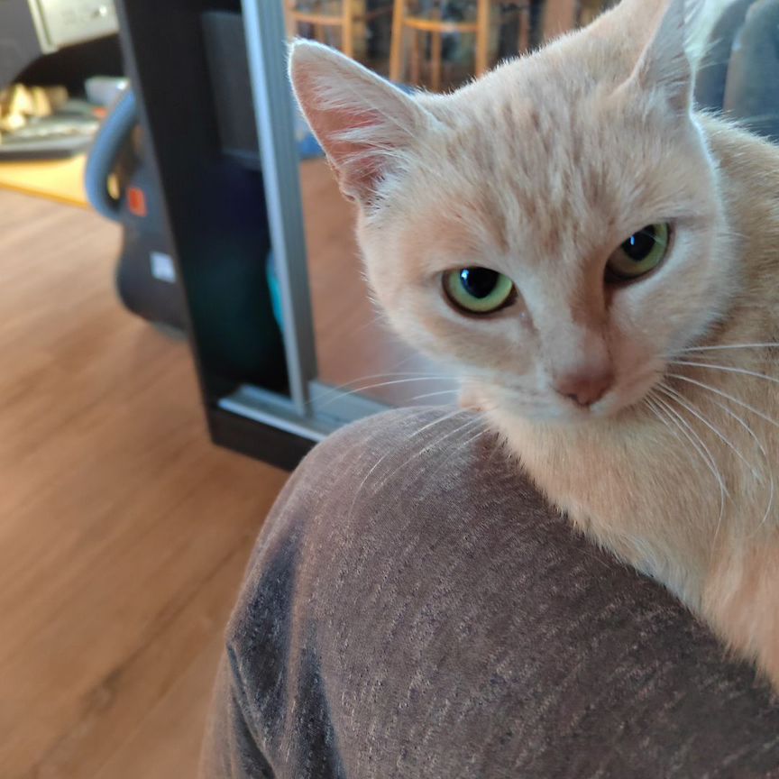 Молодая кошечка