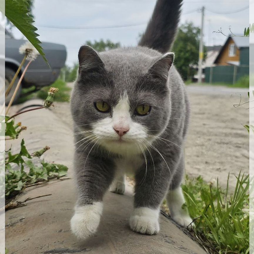 Британская кошка бесплатно