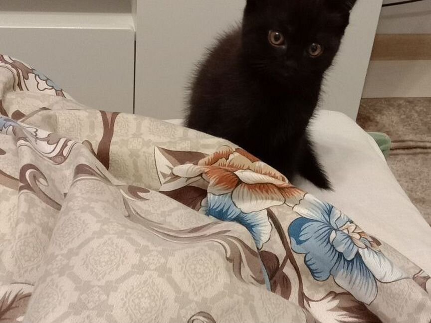 Котенок в добрые руки бесплатно