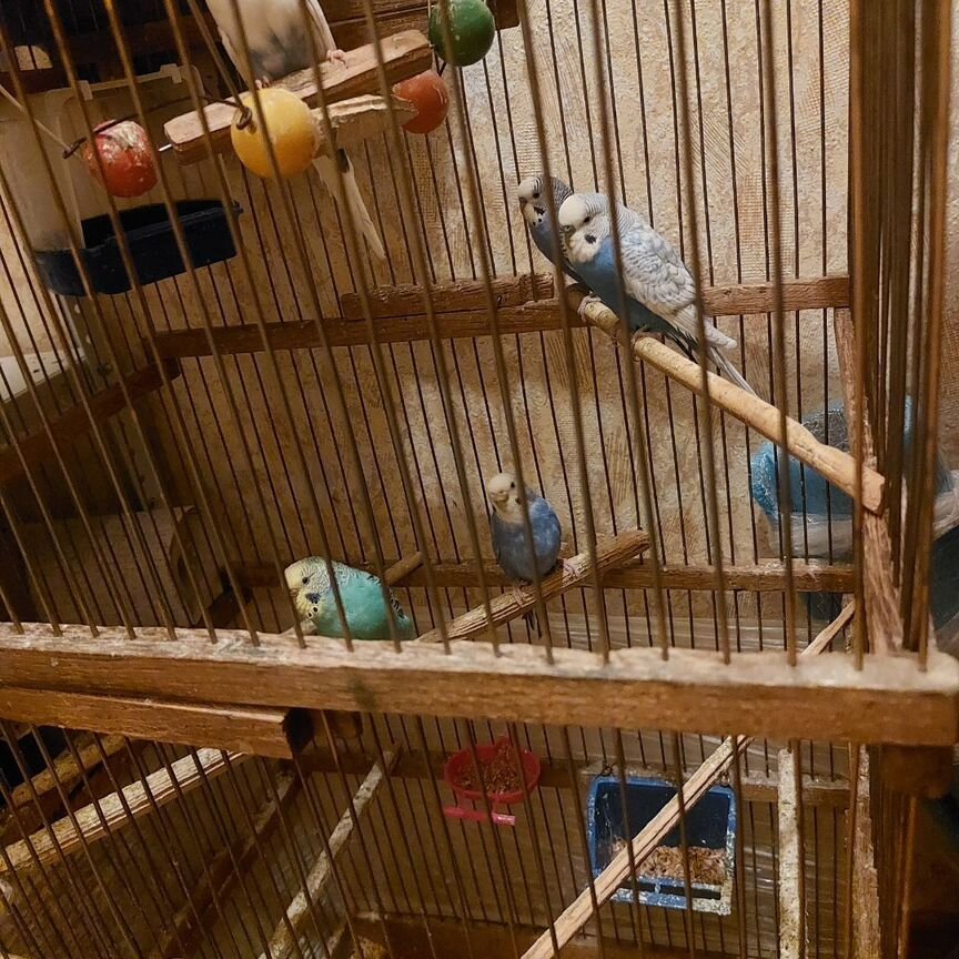 Волнистый попугай