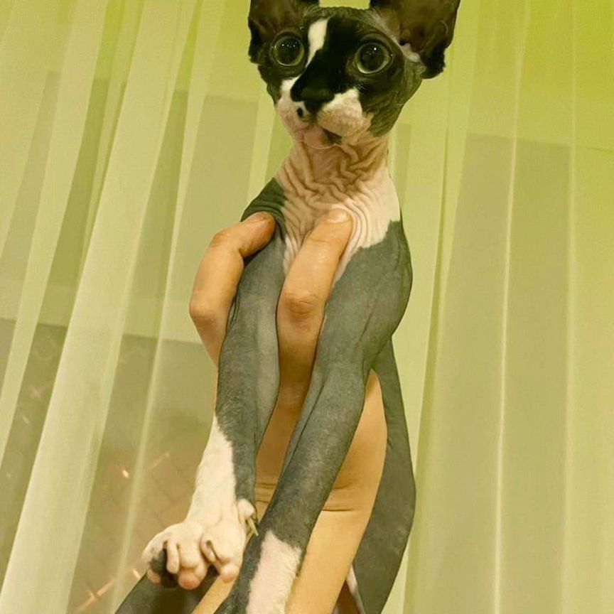 Канадский сфинкс