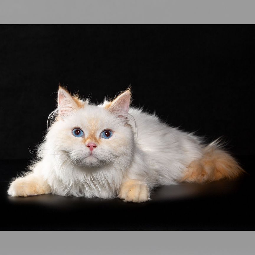 Невский маскарадный котёнок