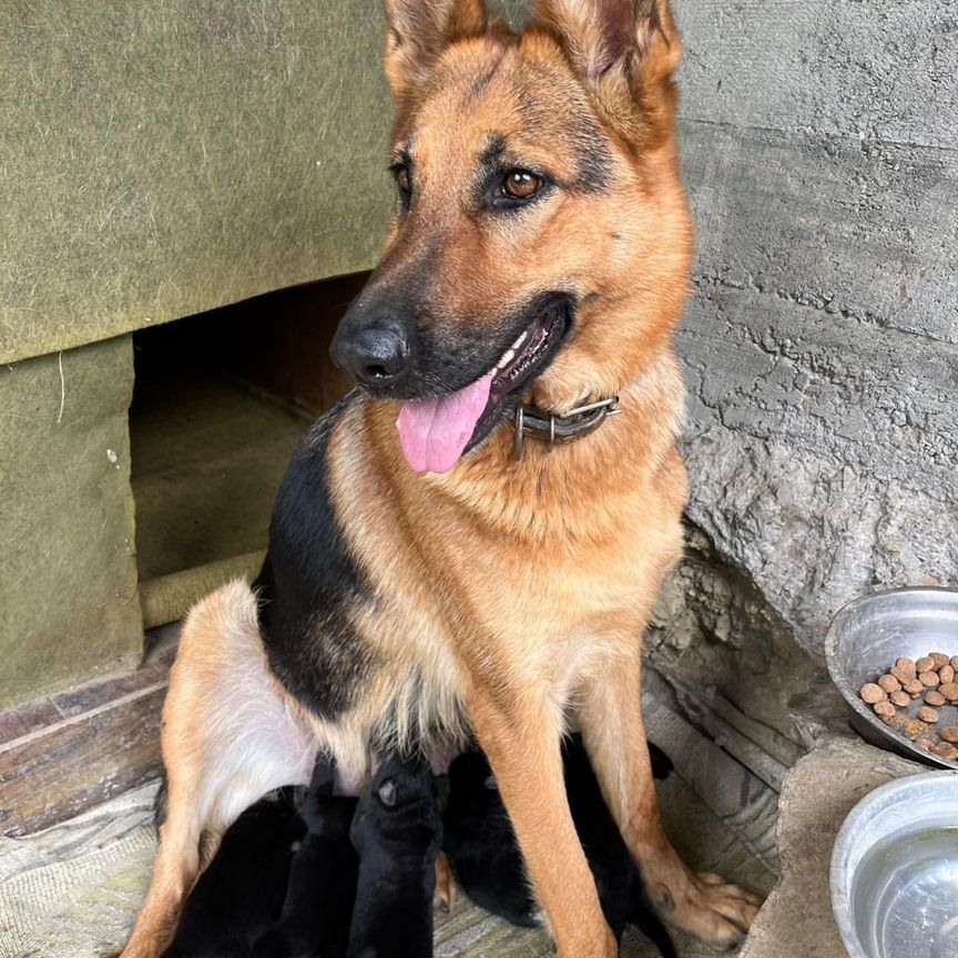 Немецкая овчарка 6 щенков