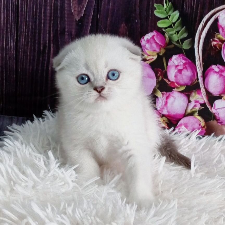 Шотландские вислоухие котята