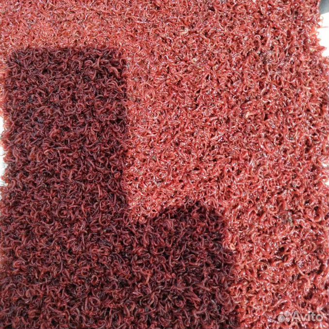 Мотыль кормовой