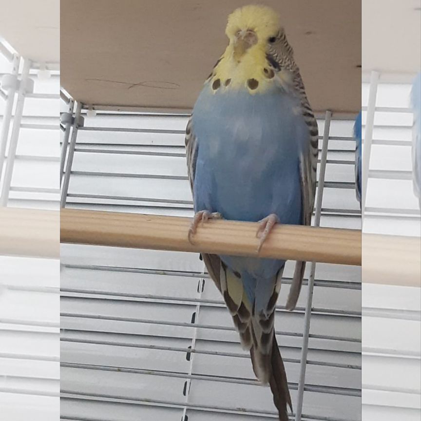 Выставочный попугай ввп чех