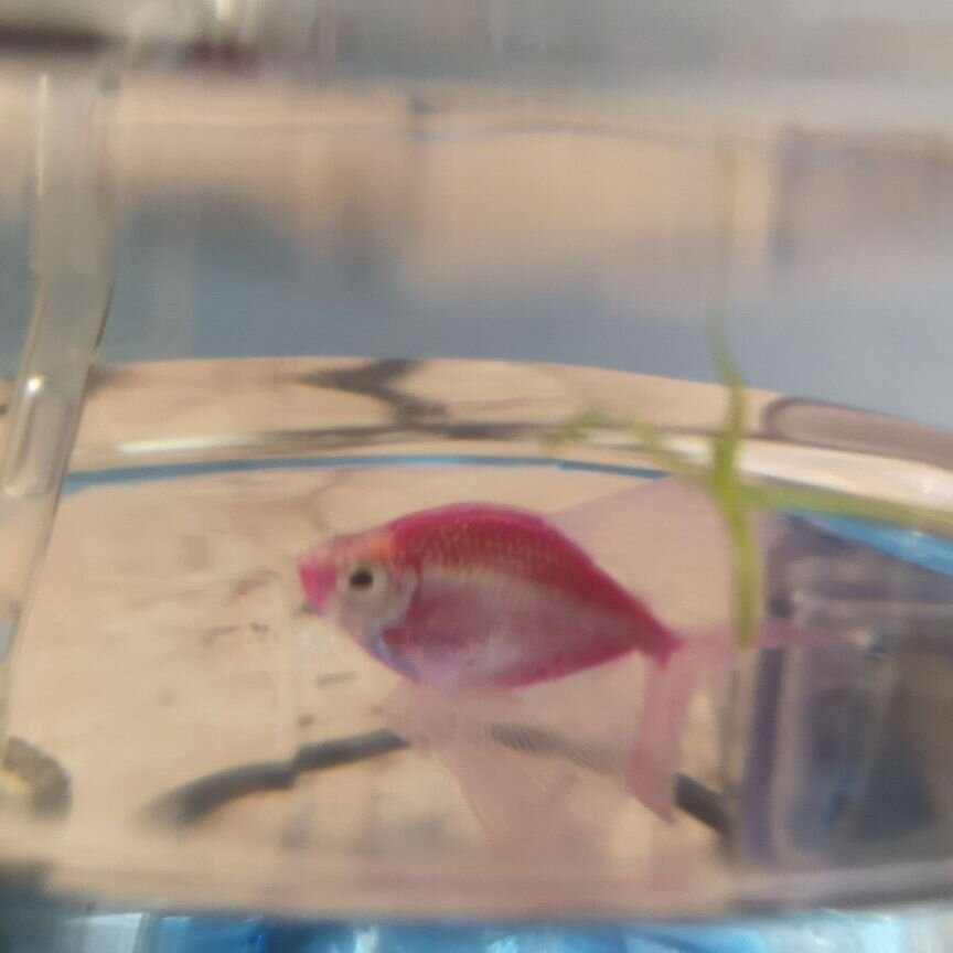 Рыбки тернеция