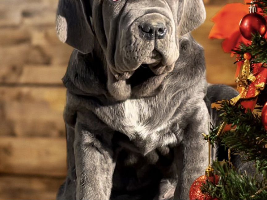 Неаполитанский мастиф