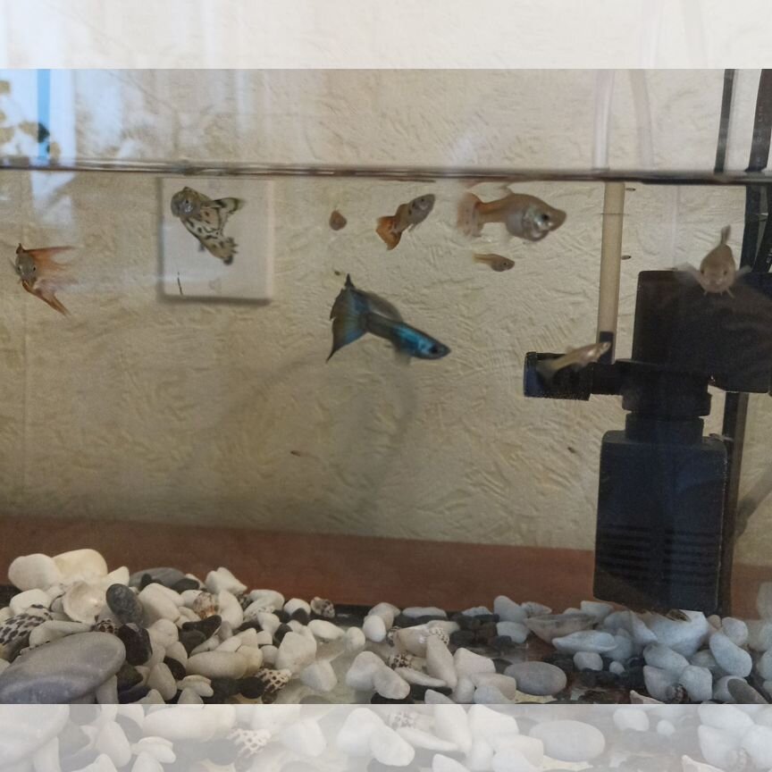 Живая рыба малек