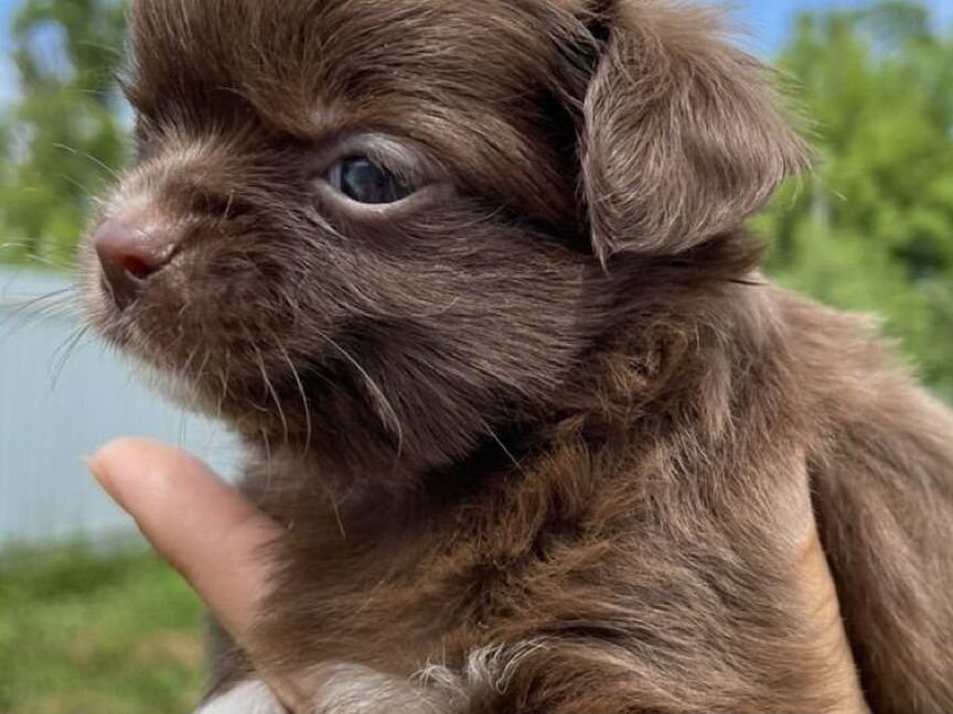 Шоколадный мальчик Сникерс