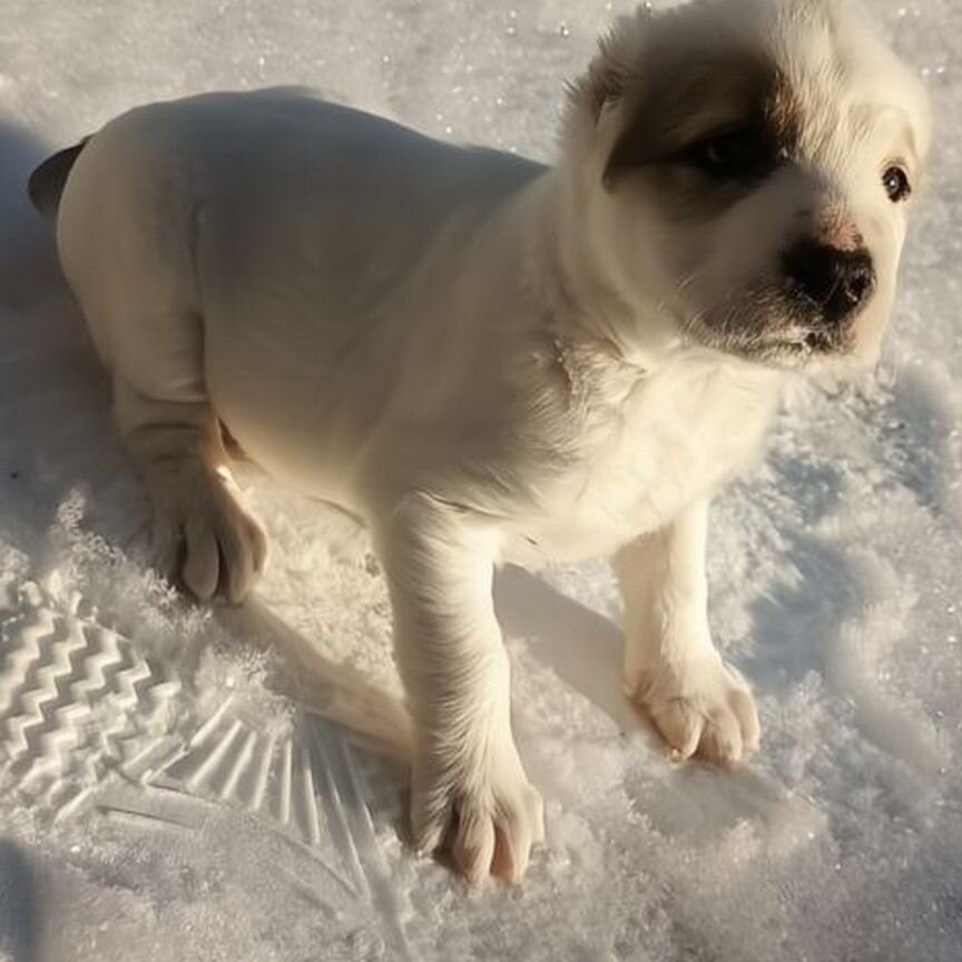 Среднеазиатская овчарка, щенок