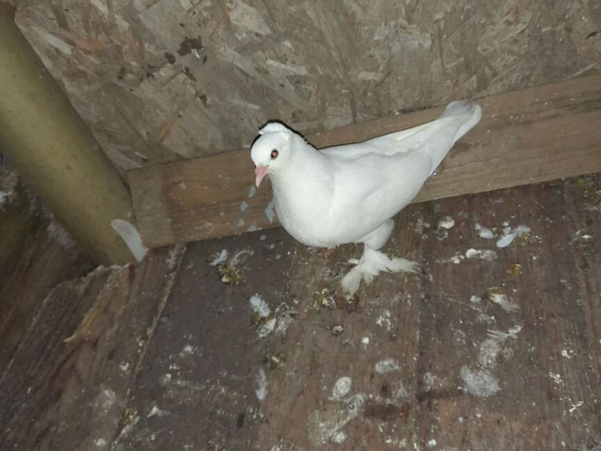 Продам голубей