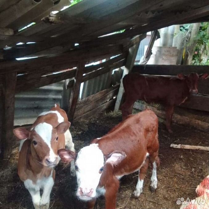 Телята телочки