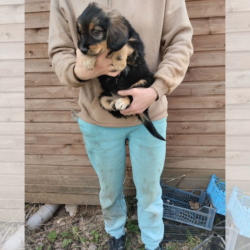 Русский охотничий спаниель, щенок