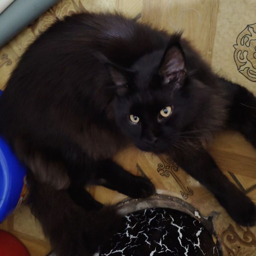 Кошечка мейнкун ищет кота