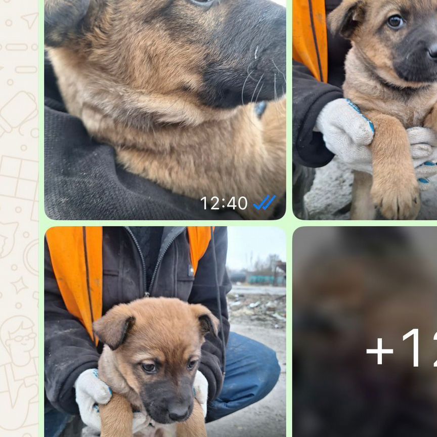 Щенок в добрые руки