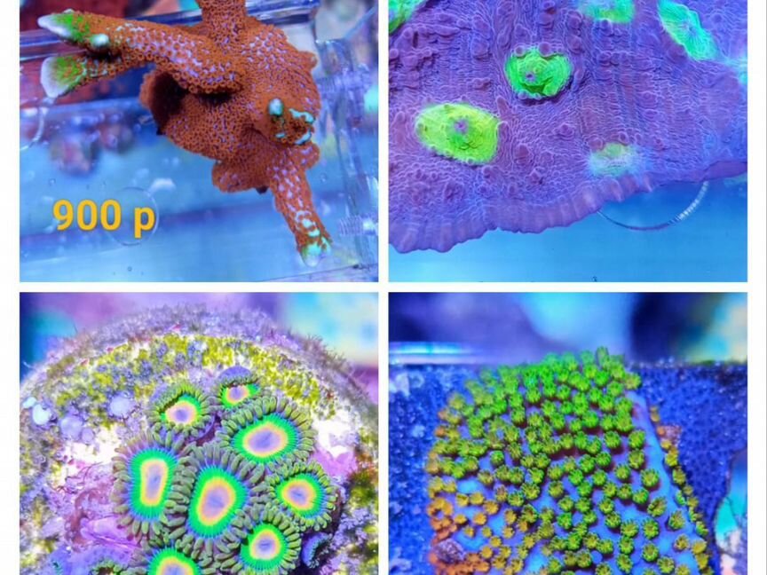 Несложные кораллы для морского аквариума