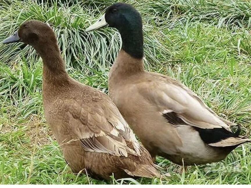 Утки породы Хаки Кемпбелл