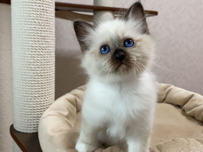 Священная бирма котик сил-пойнт