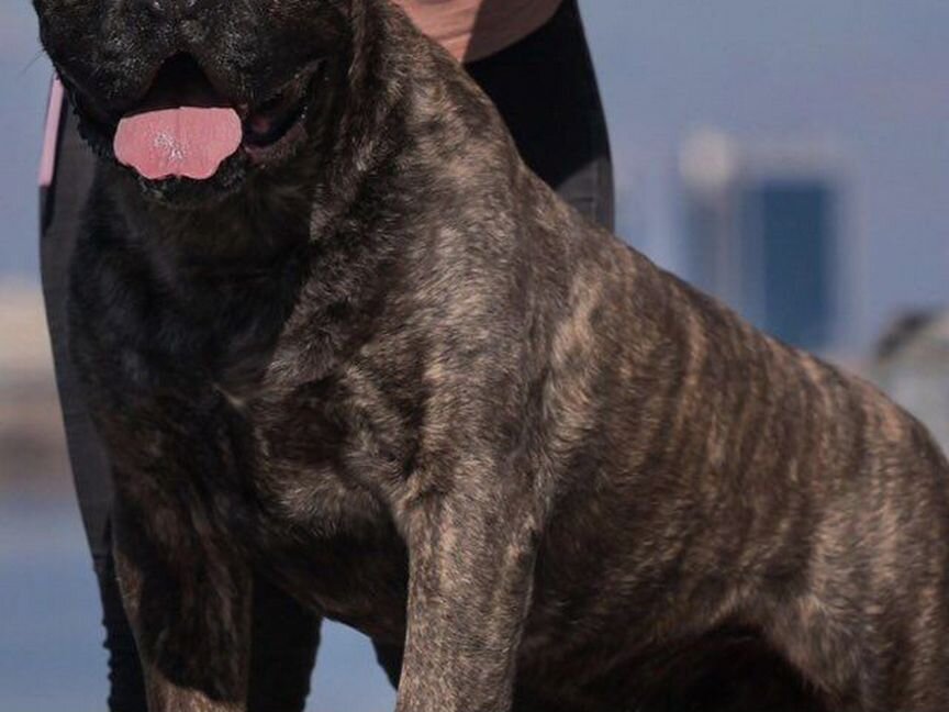 Кобель вязка кане корсо