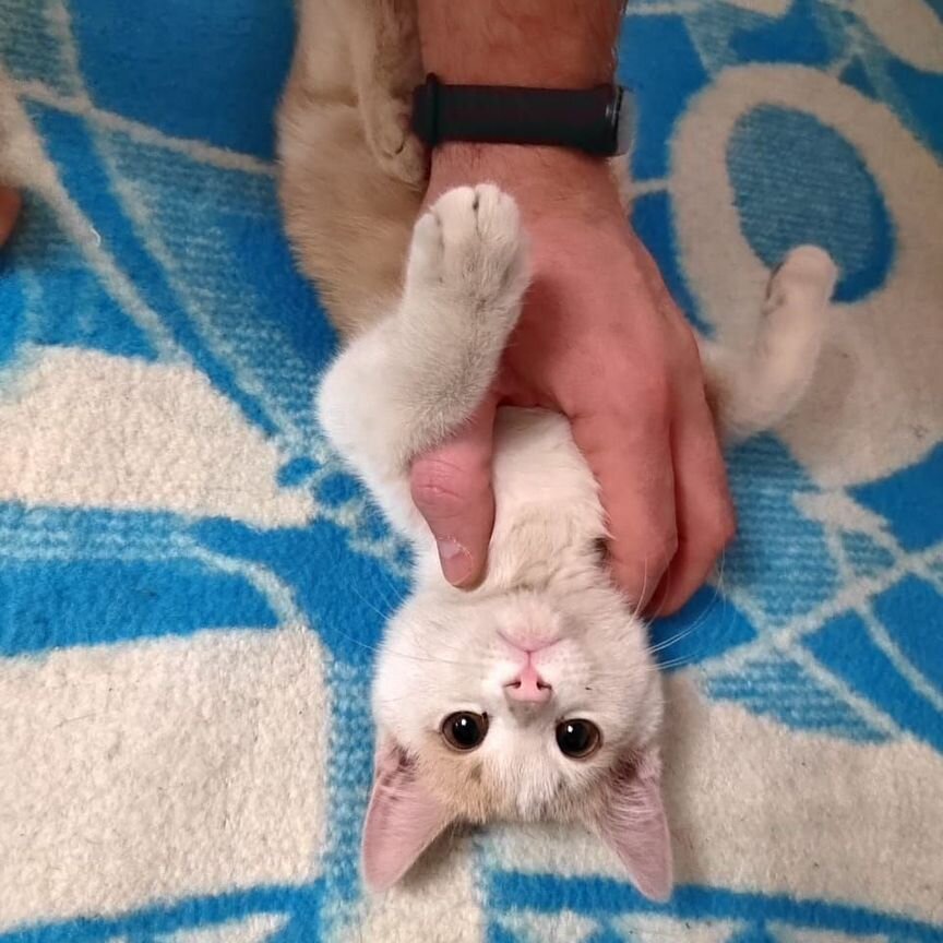 Котята турецкий ван