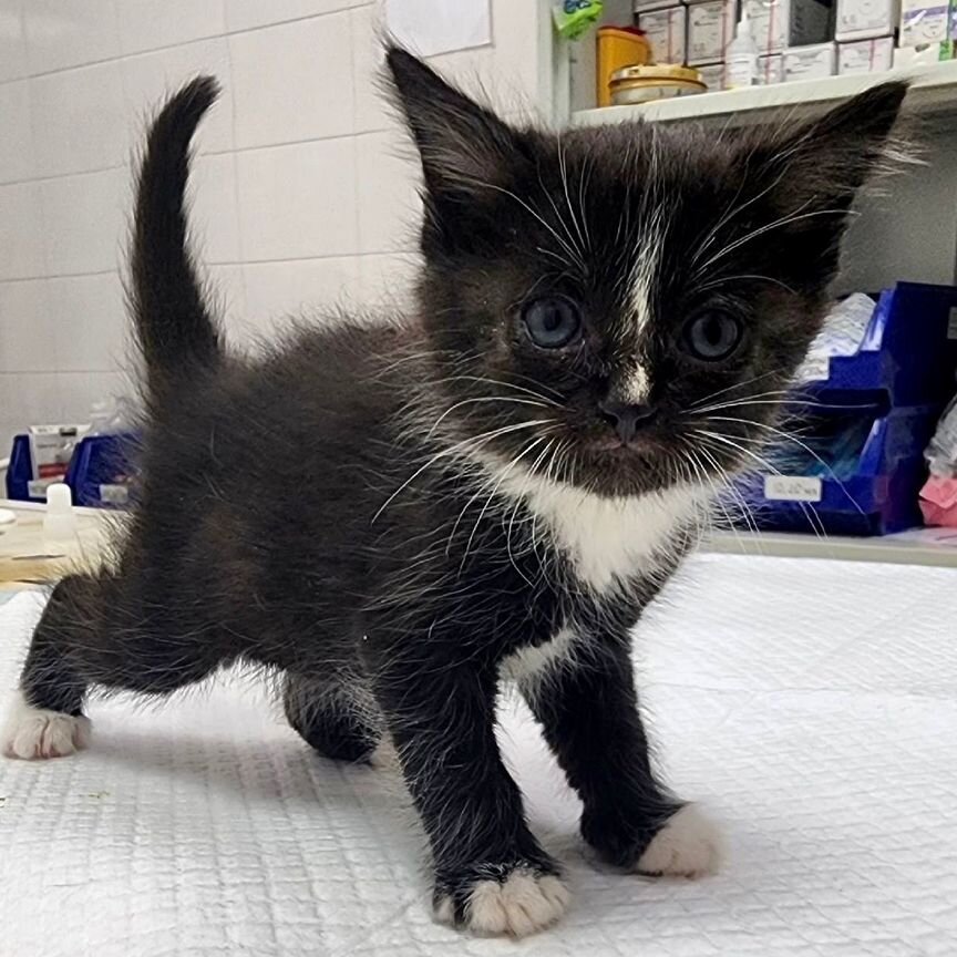 Котёнок в добрые руки