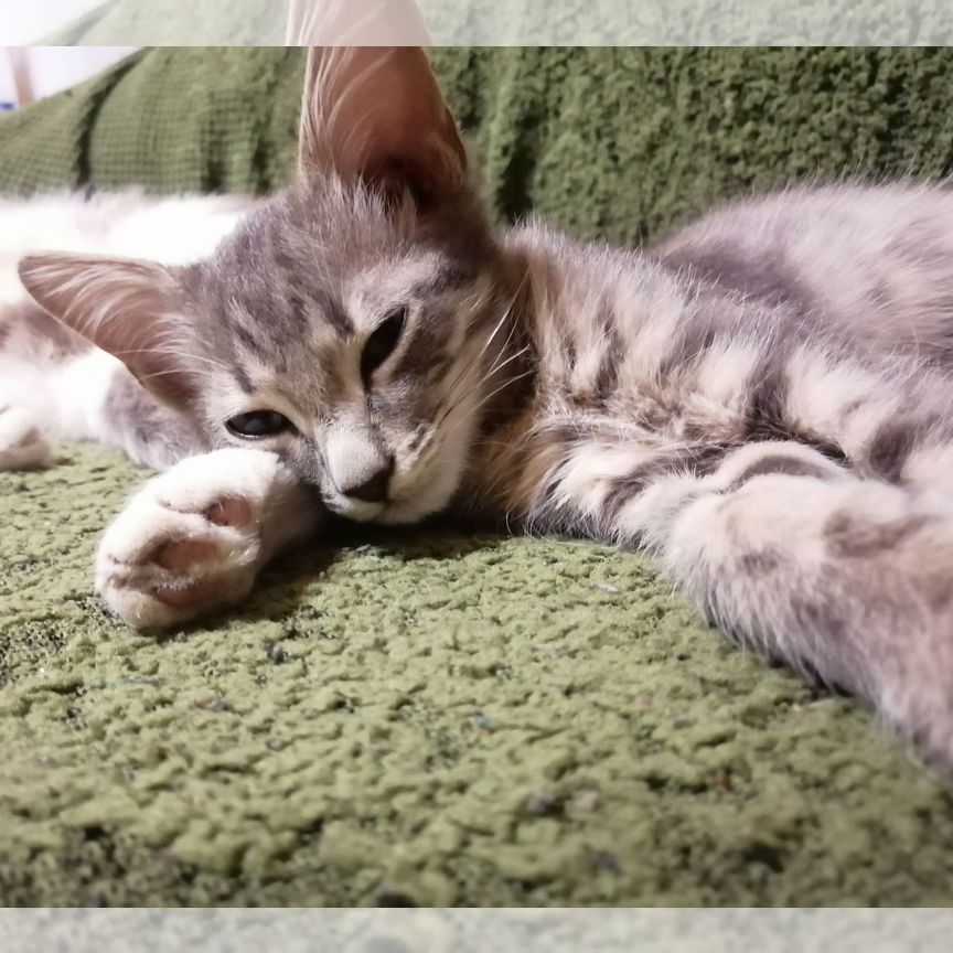 Котики