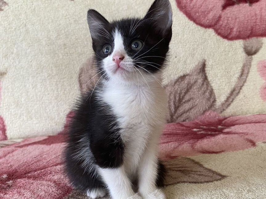 Котята