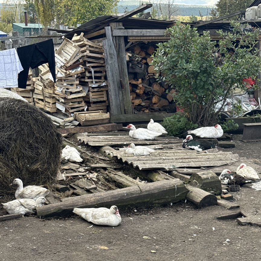 Утки