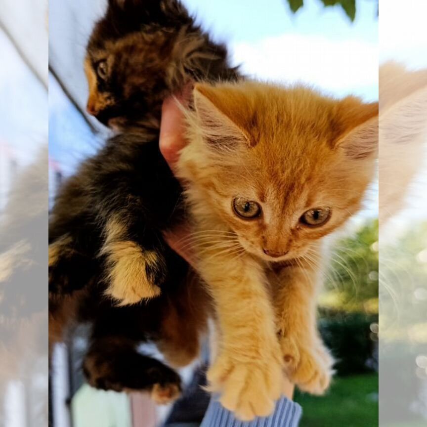 Котята в добрые руки Девочки