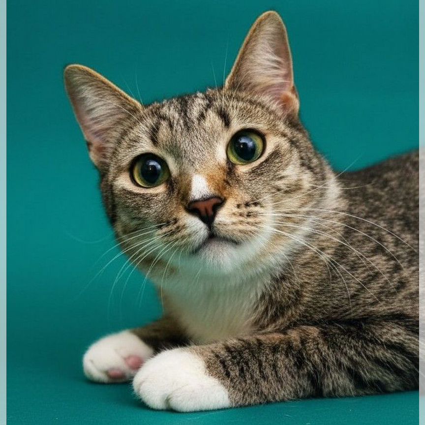 Европейский короткошёрстный котёнок